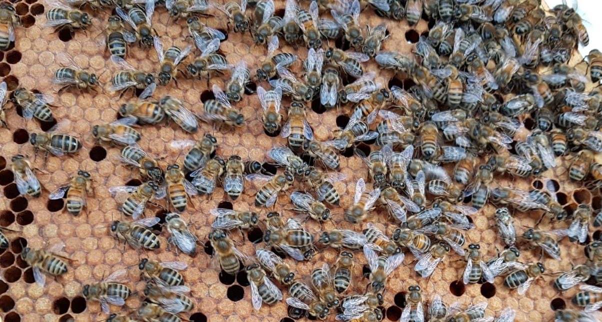 Identifying Bees – Farnham Beekeepers